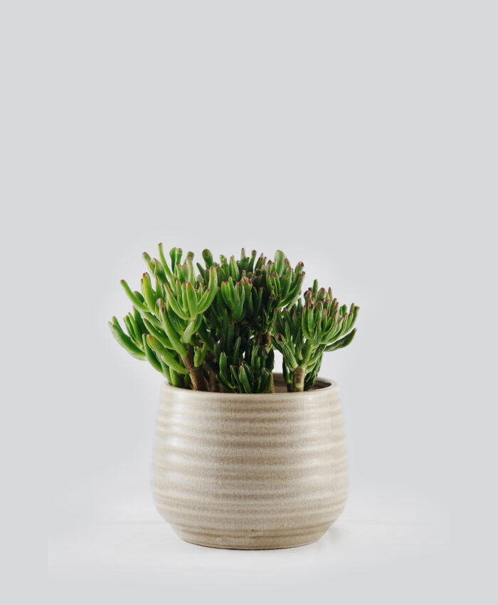 Kambariniai augalai ir gėlės internetu - žalioji puošmena namų interjere!