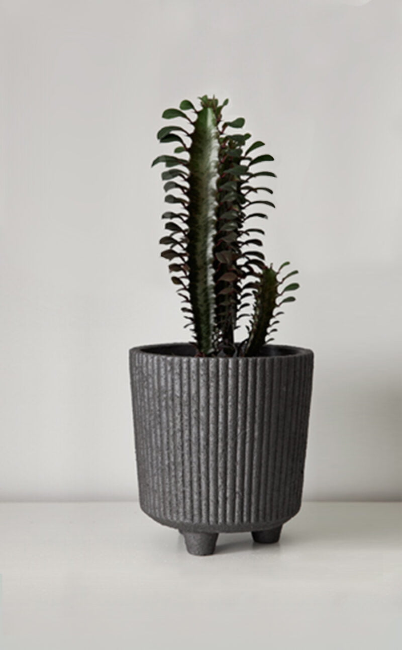 Vazonas Margo | Gėlės studija