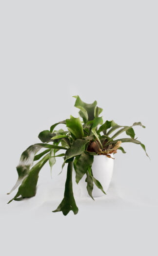 Kambarinis augalas smidras Asparagus Meyer - Gėlės studija