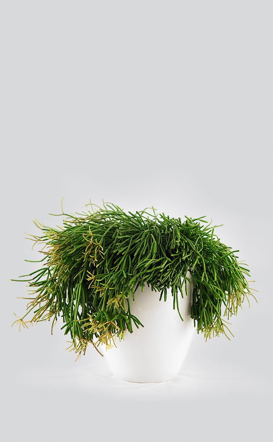 Ripsalis (Rhipsalis) | Gėlės studija