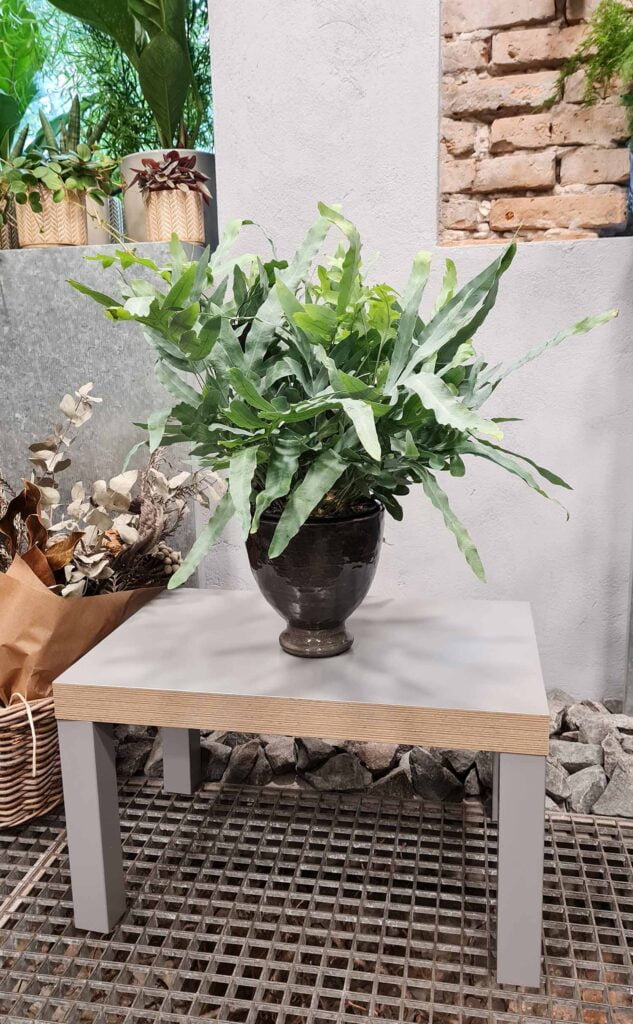 Kambariniai augalai ir gėlės internetu - žalioji puošmena namų interjere!