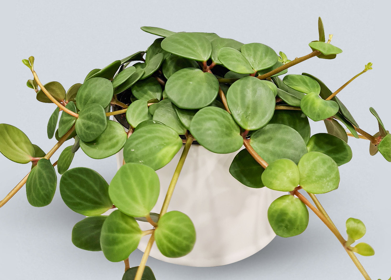 Kambarinis Peperomia HOPE | Gėlės studija