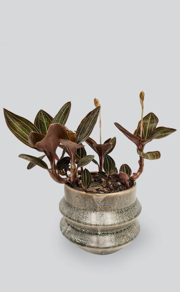 Kambarinis augalas smidras Asparagus Meyer - Gėlės studija