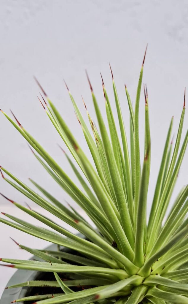 Kambariniai augalai ir gėlės internetu - žalioji puošmena namų interjere!