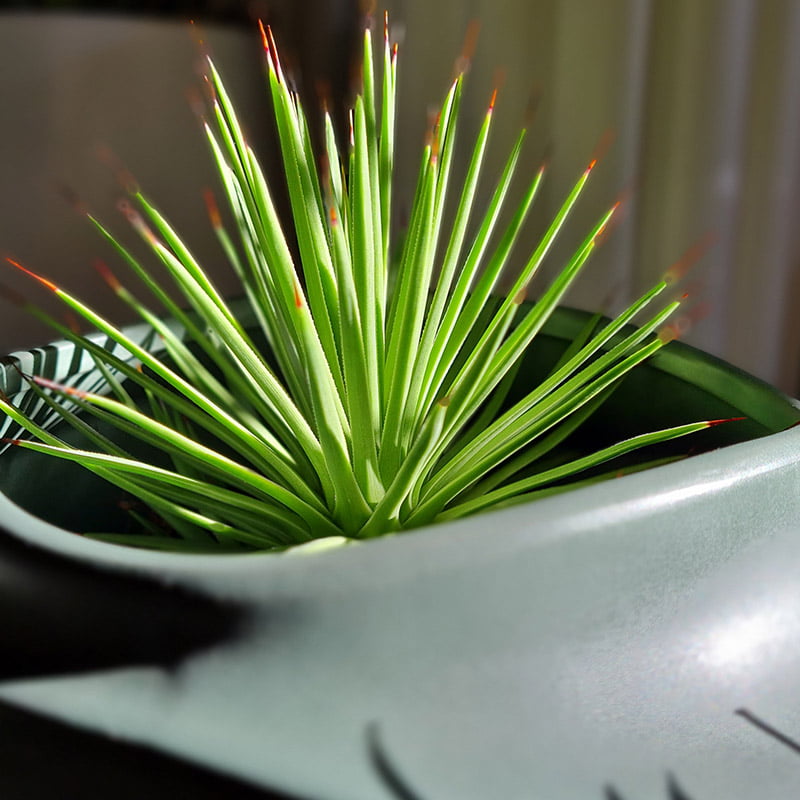 Agava (Agave stricta Nana) | Gėlės studija