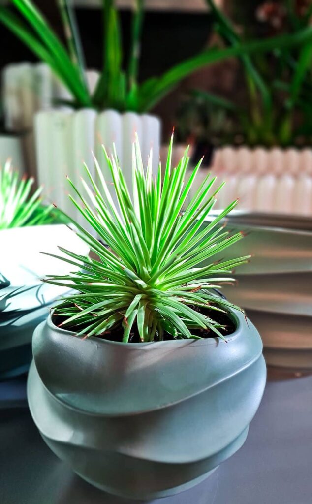 Agava (Agave stricta Nana) | Gėlės studija