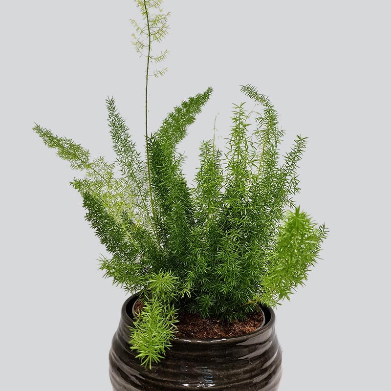 Kambarinis augalas smidras Asparagus Meyer | Gėlės studija