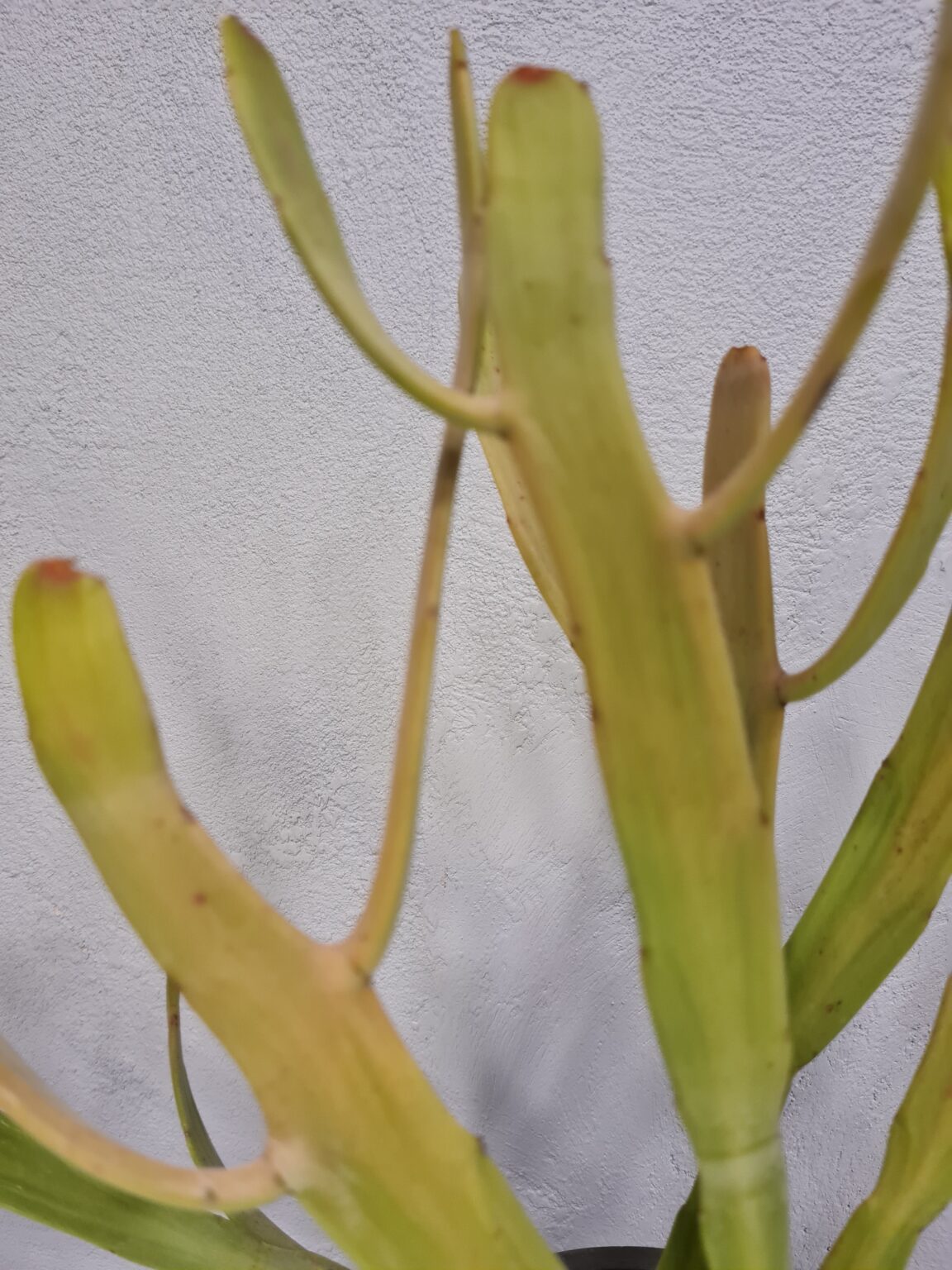 Kambariniai augalai ir gėlės internetu - žalioji puošmena namų interjere!