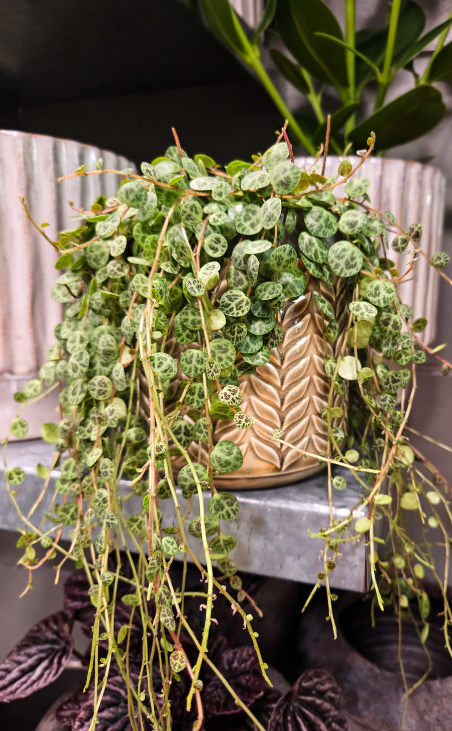 Gulsčioji Peperomija (Peperomia Prostrata "String of turtles") | Gėlės ...