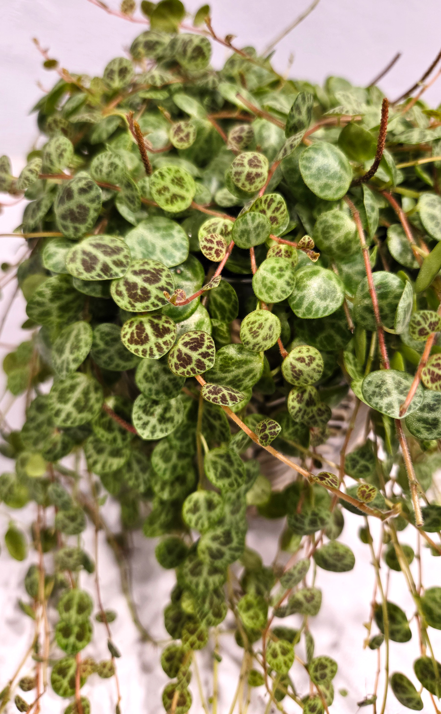 Gulsčioji Peperomija (Peperomia Prostrata "String of turtles") | Gėlės ...