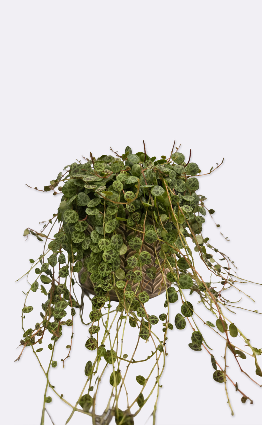 Gulsčioji Peperomija (Peperomia Prostrata "String of turtles") | Gėlės ...