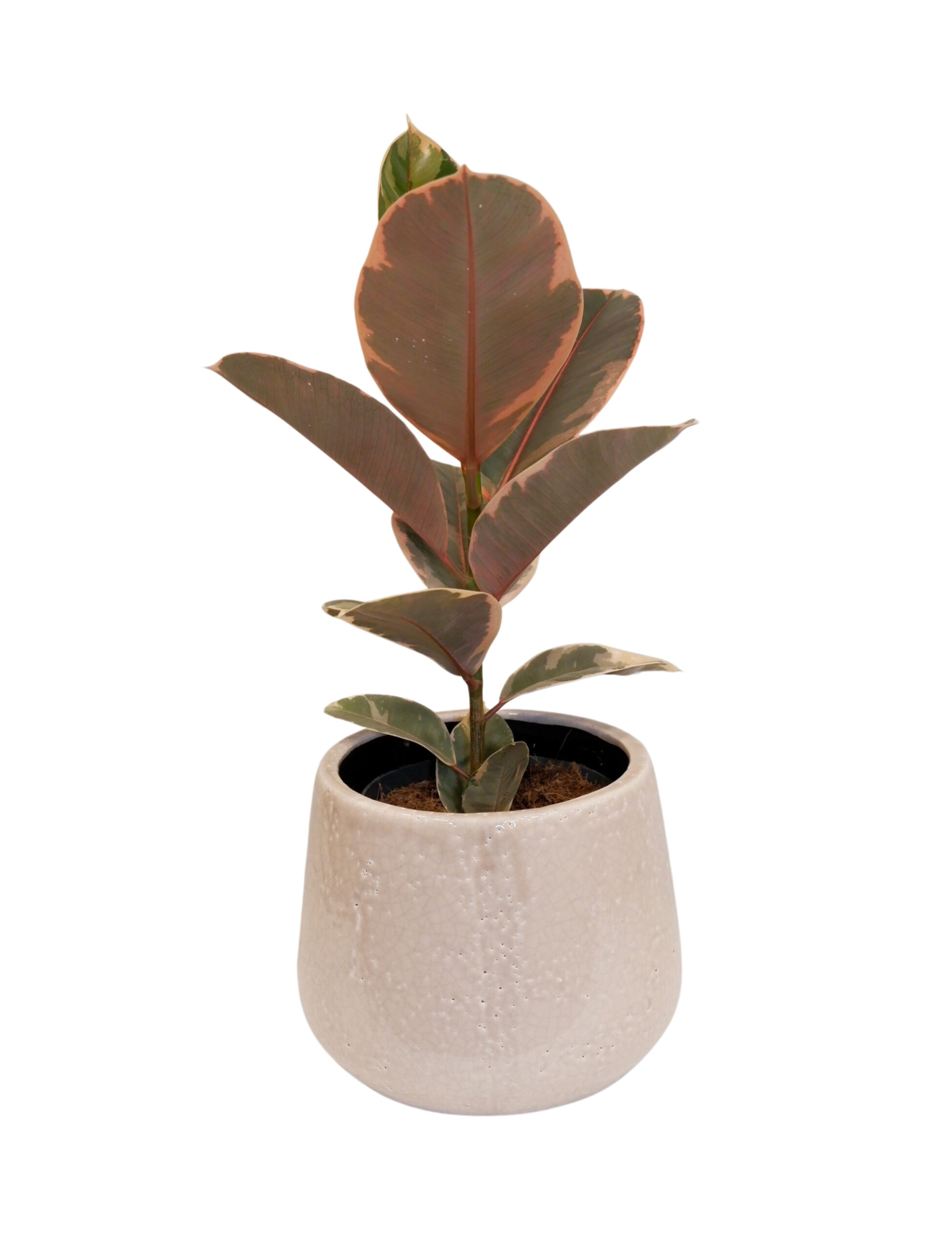 Fikusas ( Ficus belize) | Gėlės studija